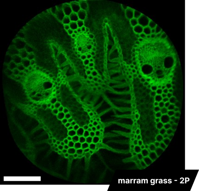 Plant imaging - Lightcore Technologies