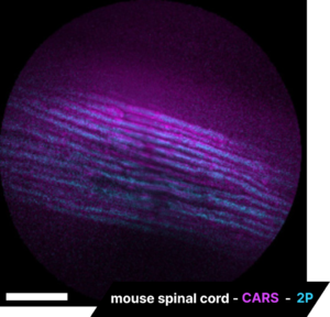 Cell imaging - Lightcore Technologies