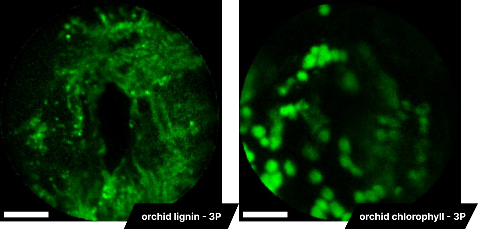 Plant imaging - Lightcore Technologies
